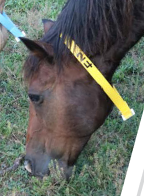 Neck Strap, Numbered, Horse, 44 Inches, Yellow, Each – Agtech Inc